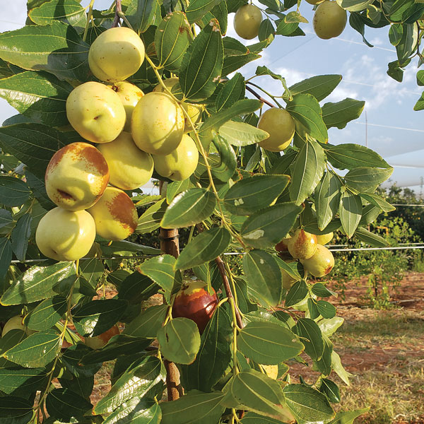 YFRESH - South Australian grower of Jujubes, Quinces, Persimmons