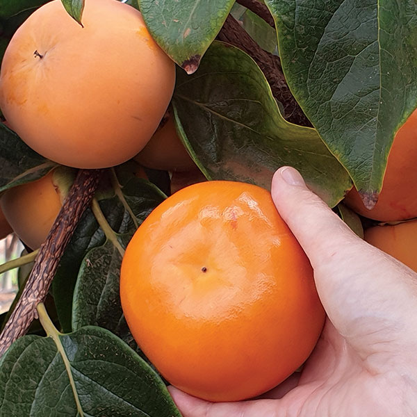 YFRESH - South Australian grower of Jujubes, Quinces, Persimmons