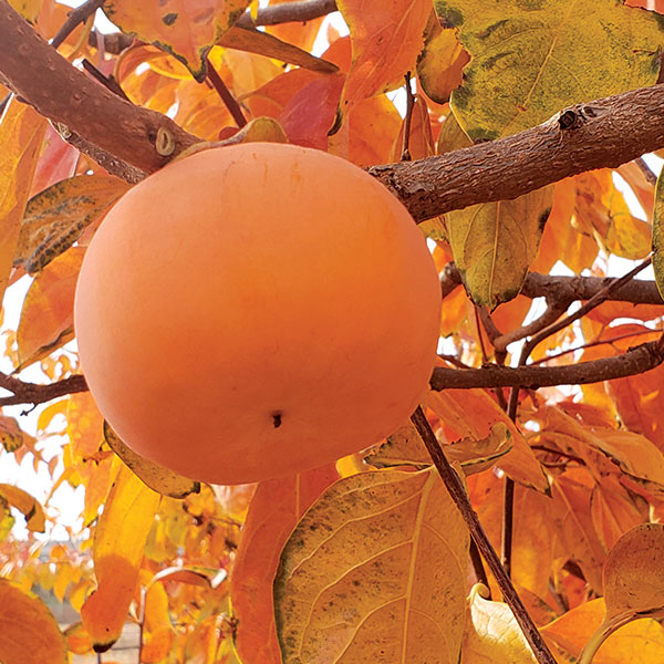 YFRESH - South Australian grower of Jujubes, Quinces, Persimmons